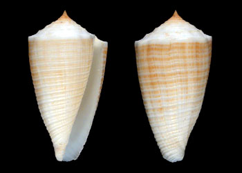 弓舌总科 Toxoglossa 蓝色动物学（中国动物学科普）